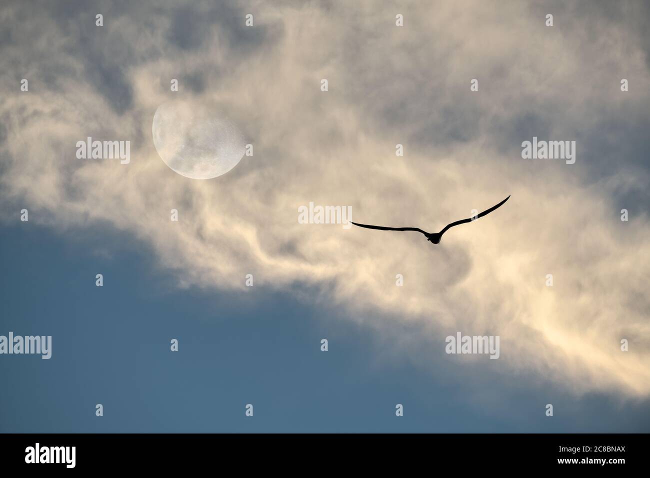 A Single Bird Silhouette Flying High Above the Clouds Stock Photo - Alamy
