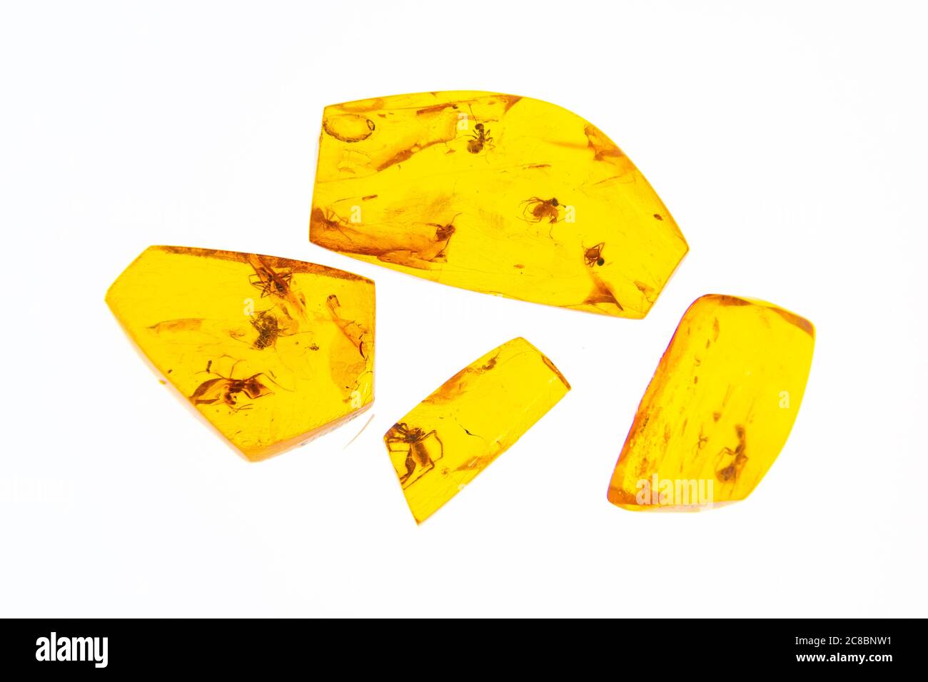 Beautiful group of big pieces of amber with insects inside exhibited in ...