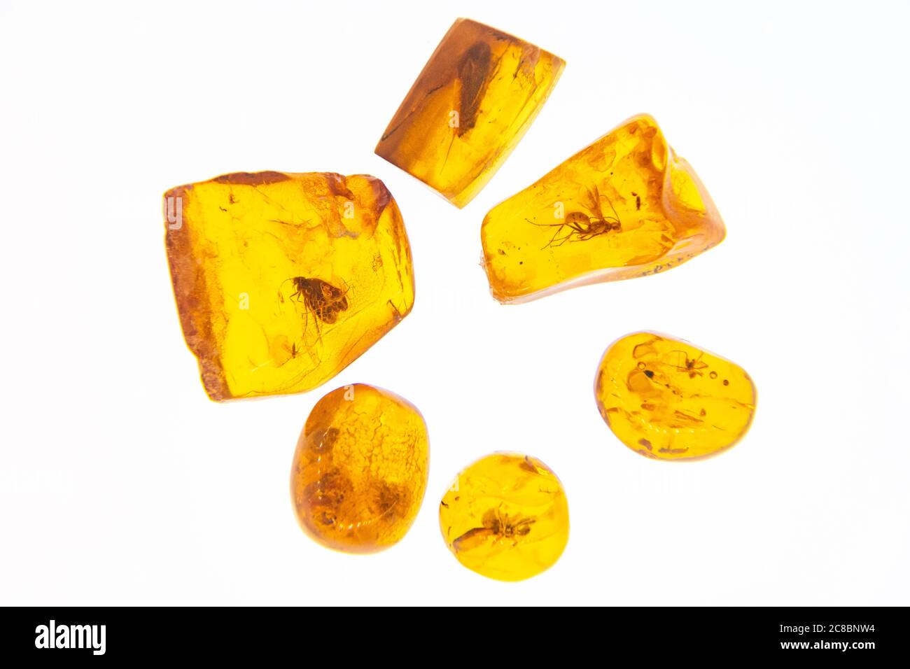 Beautiful group of big pieces of amber with insects inside exhibited in ...
