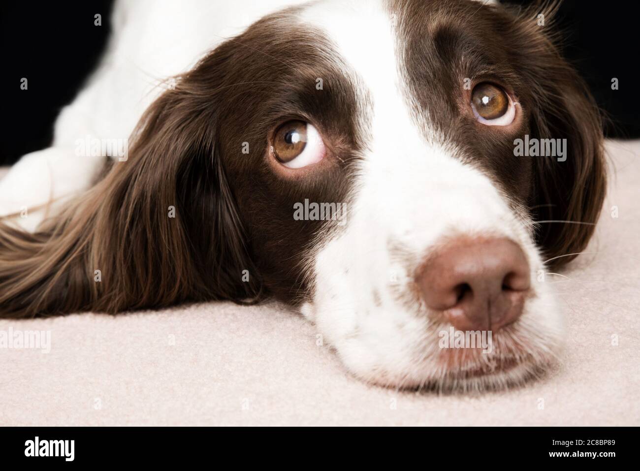Brown cocker spaniel hi-res stock photography and images - Alamy