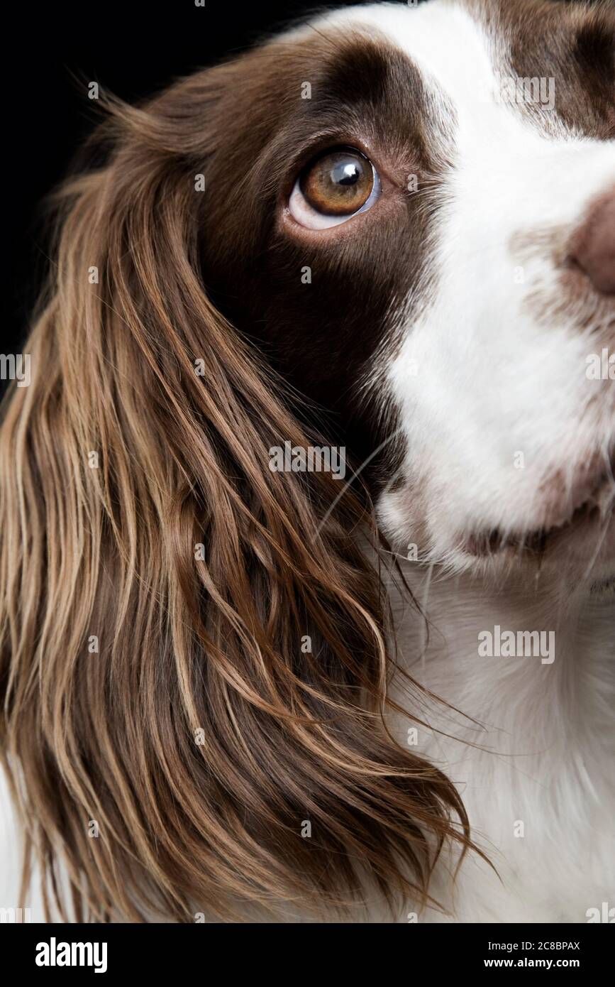 Brown cocker spaniel hi-res stock photography and images - Alamy