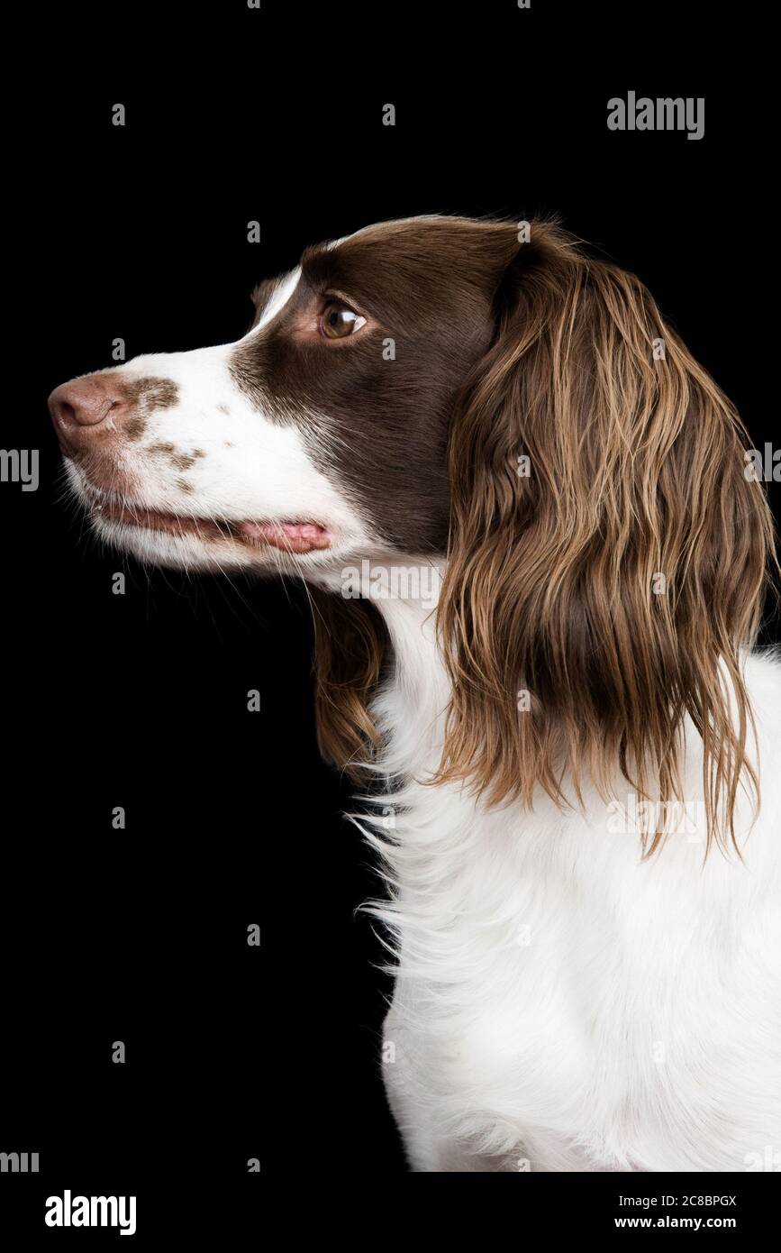 Brown cocker spaniel hi-res stock photography and images - Alamy