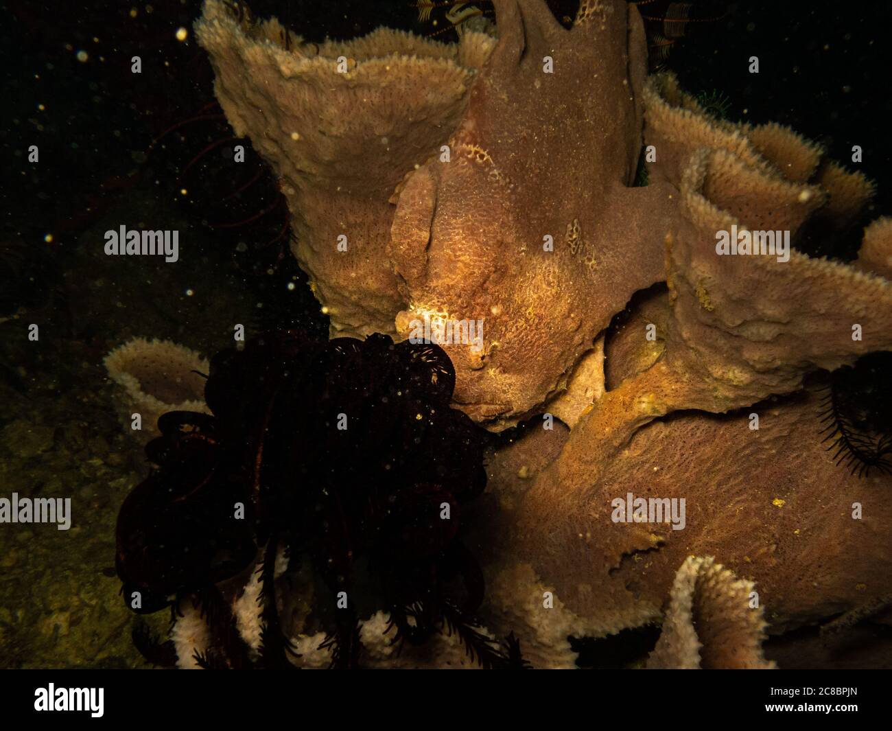 Giant frogfish, Antennarius commersoni disguised at a Puerto Galera ...