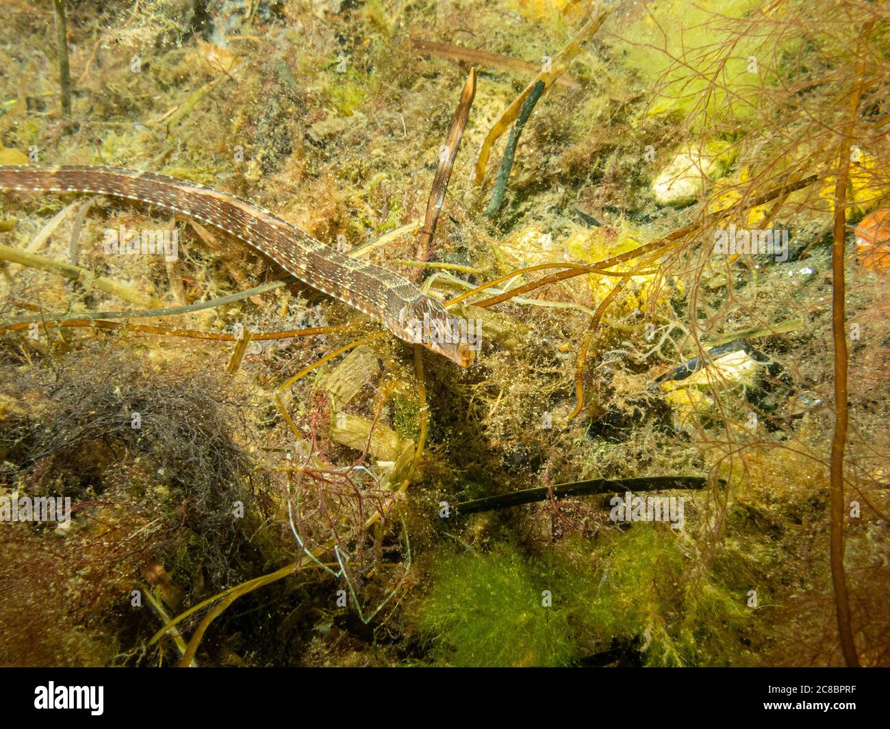 A closeup picture of an Entelurus aequoreus or snake pipefish. Picture ...