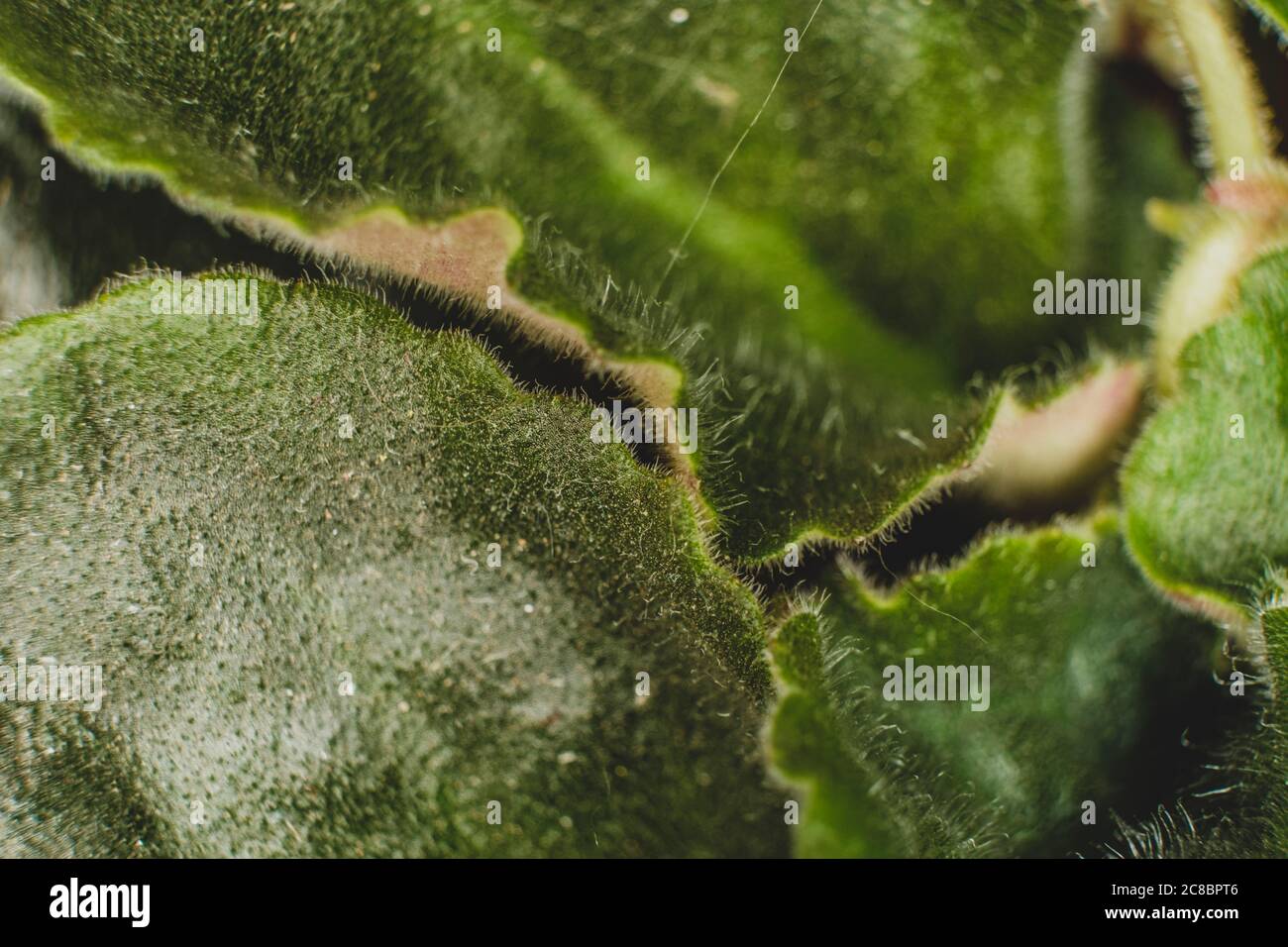 Fluffy leaves of potted plant macro, edges of leaves Stock Photo - Alamy