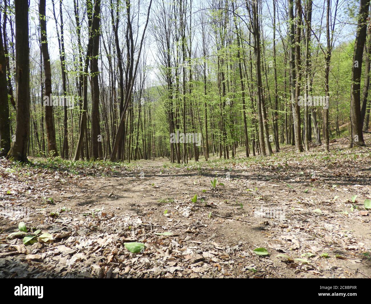 Long thin pine trees hi-res stock photography and images - Alamy