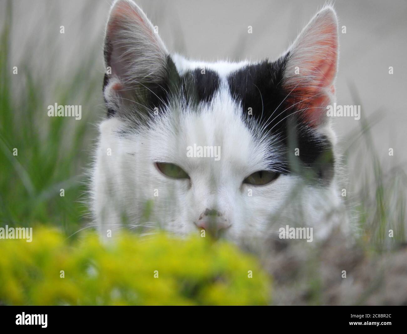 White color sneaky hi-res stock photography and images - Alamy