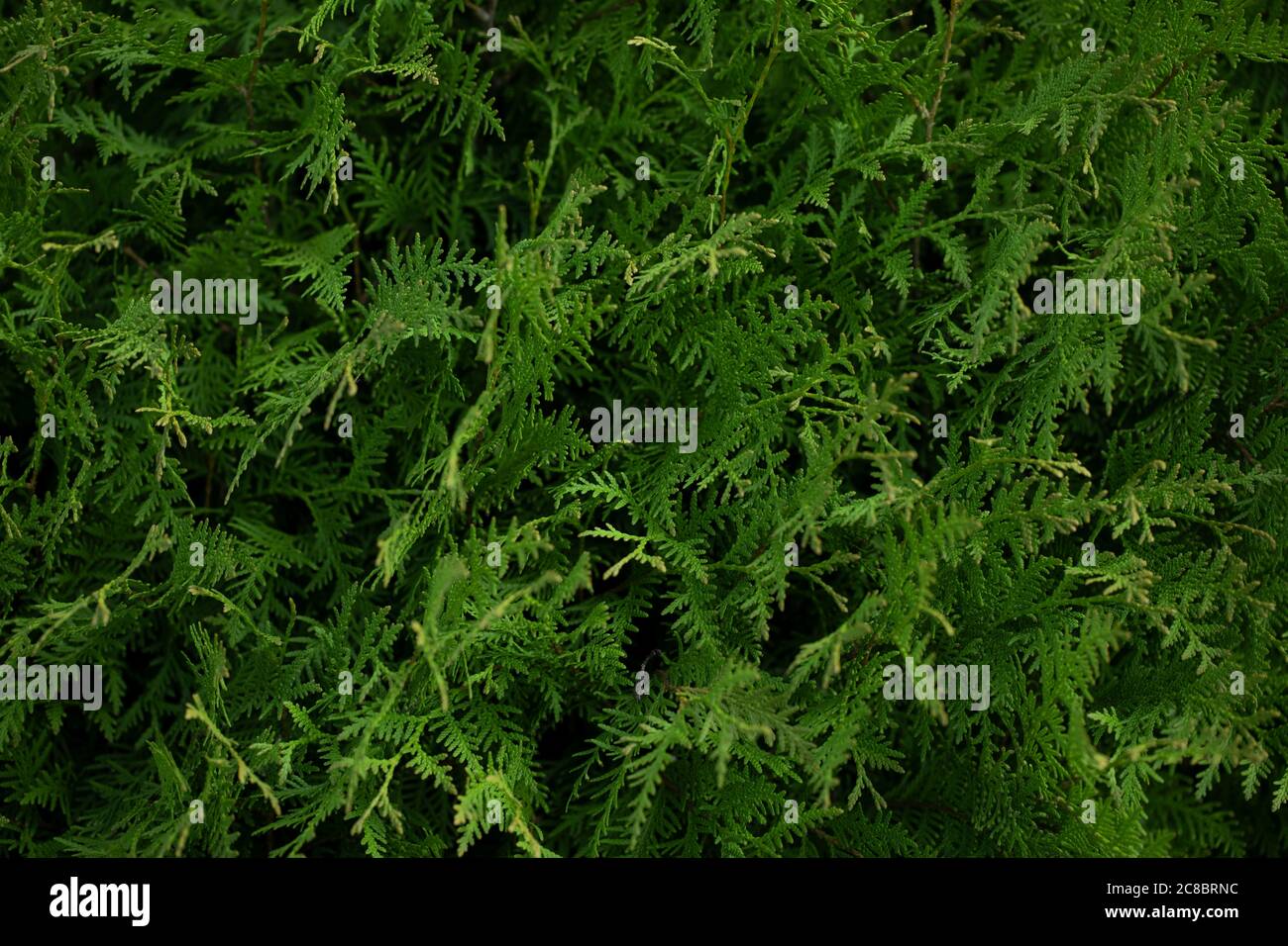 Beautiful thuja plant close-up. Green hedge of thuja trees, Nature ...