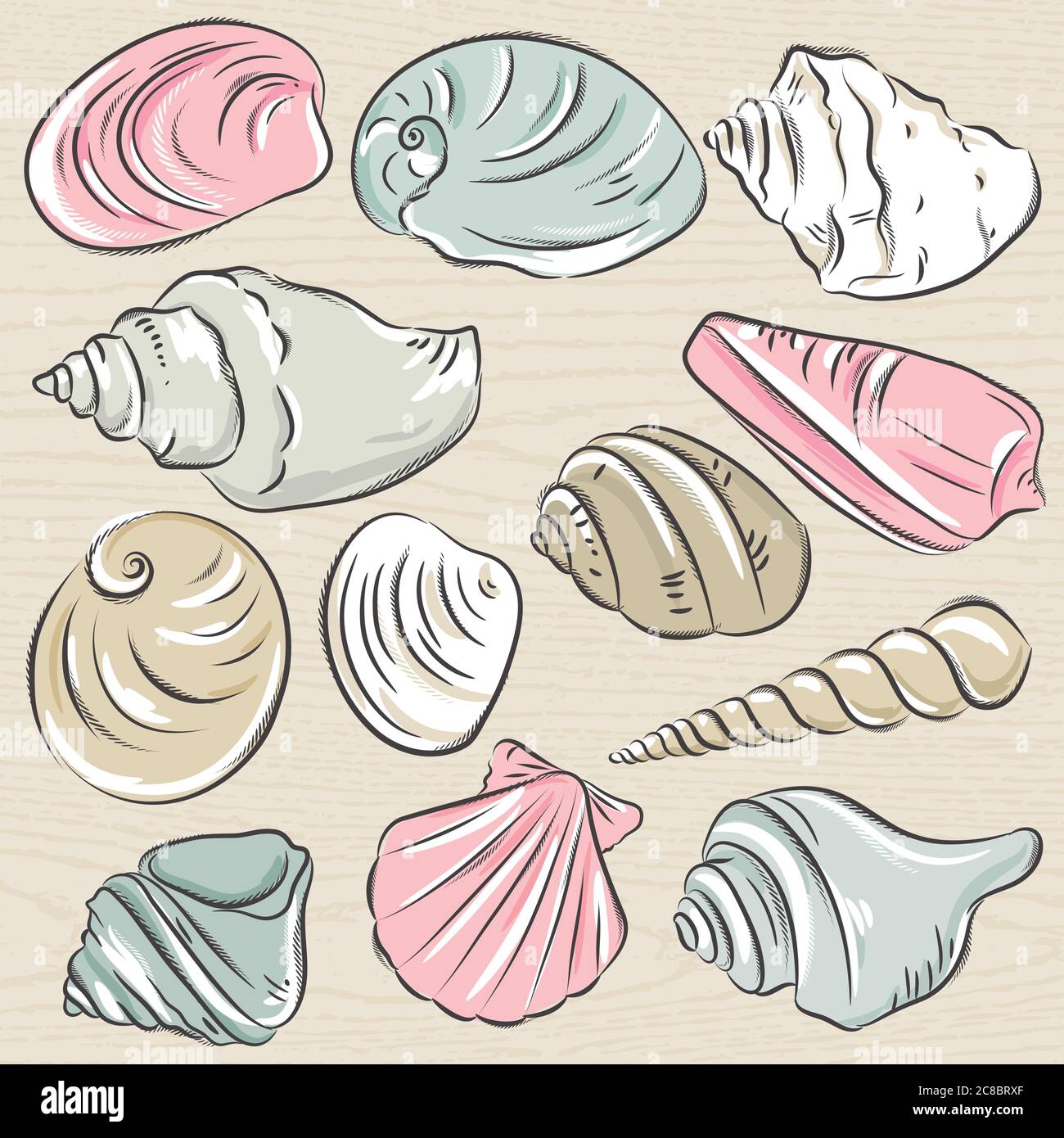 All types of shells Stock Vector Images - Alamy