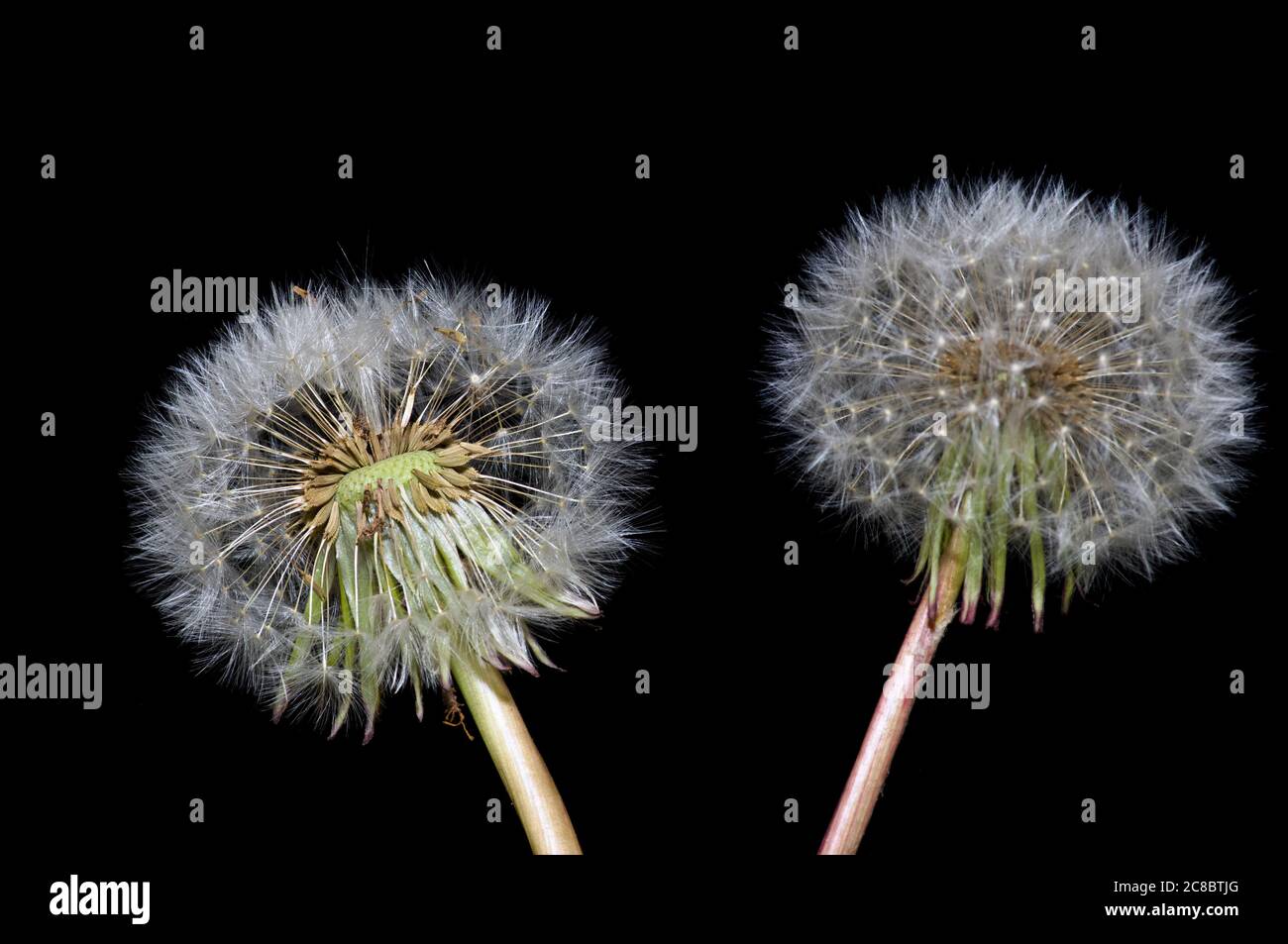 Two fluffy dandelion flowers hi-res stock photography and images - Alamy