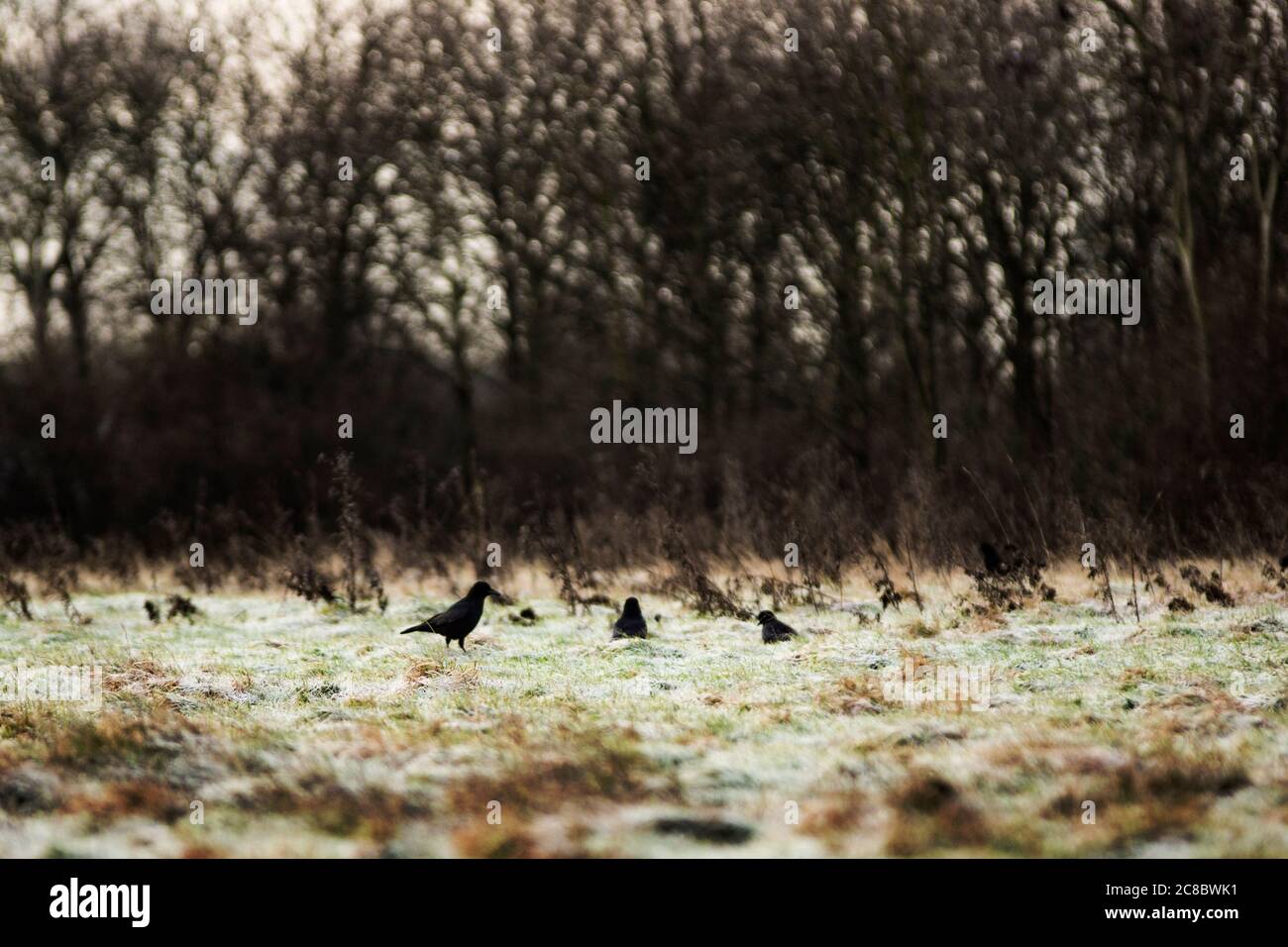Black crows on a frozen grass meadow in London Stock Photo - Alamy