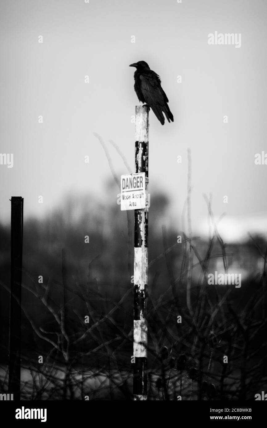 Wallpaper crow Black and White Stock Photos & Images - Alamy