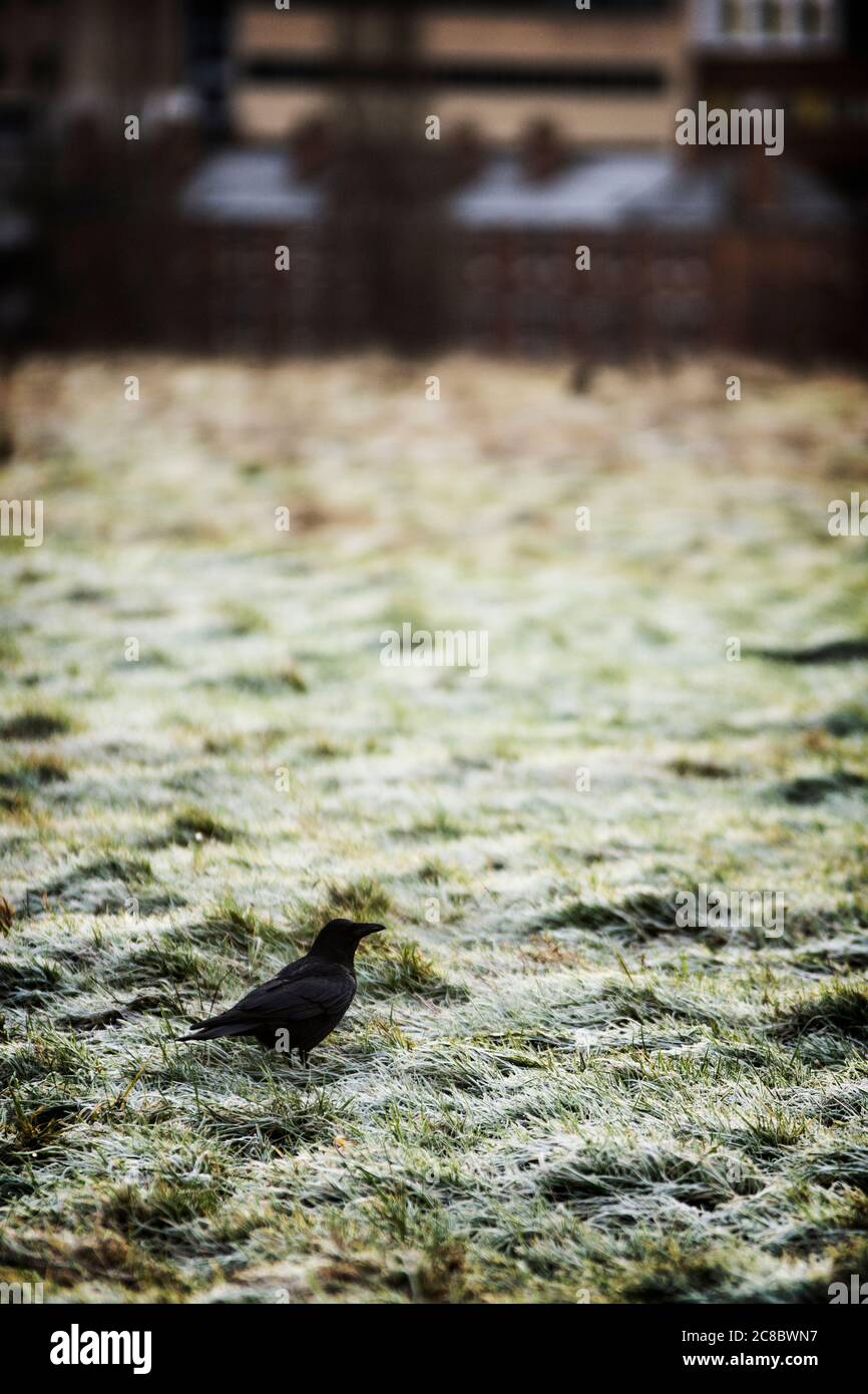 Black crow on a frozen grass meadow in London Stock Photo - Alamy