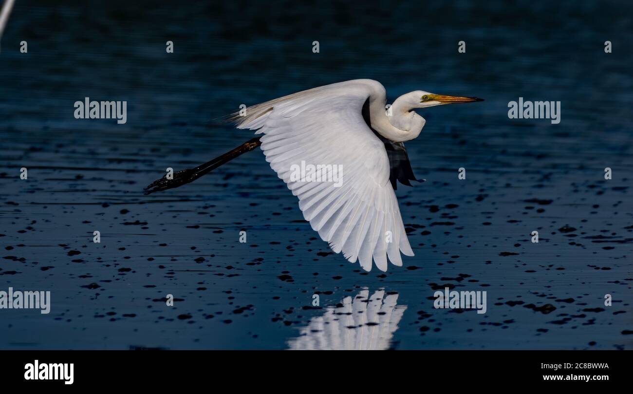 Eastern Great Egret flying over deep blue water- Scientific name Ardea ...