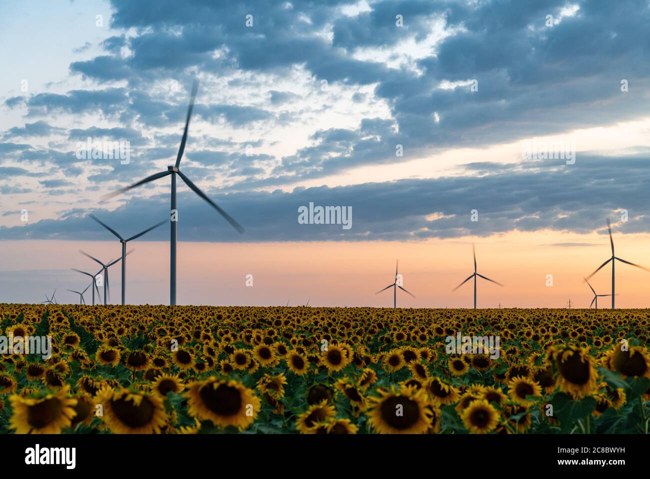 Wind power farm in sunflowers field at sunset Stock Photo - Alamy