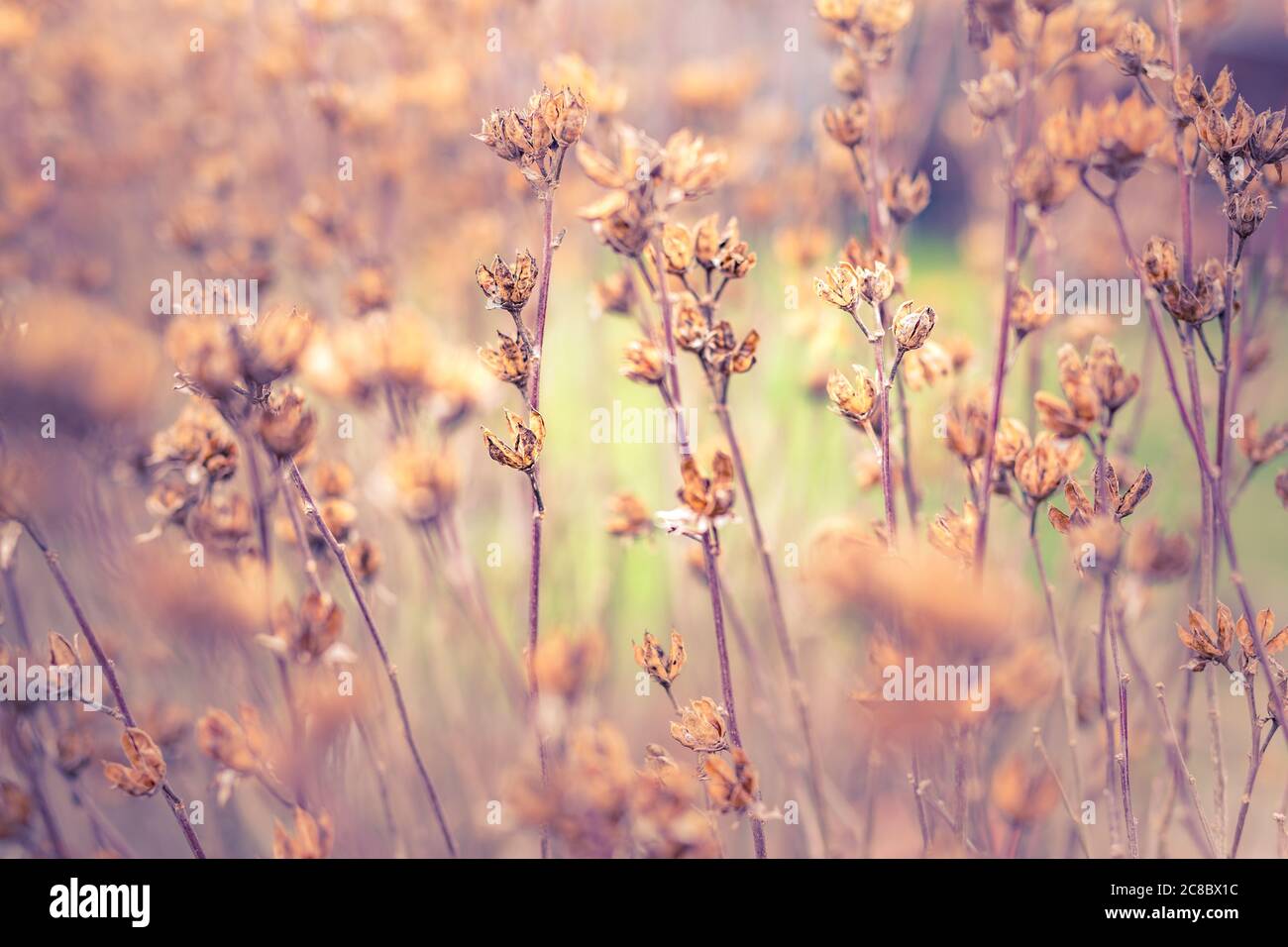 Dried thistle in winter hi-res stock photography and images - Alamy