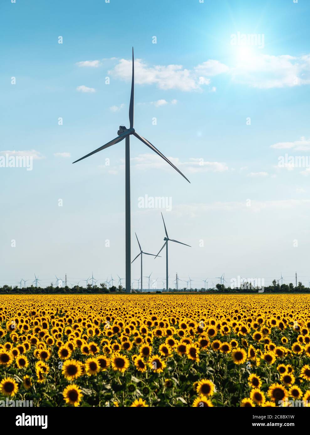 Wind farm in summer noon Stock Photo - Alamy