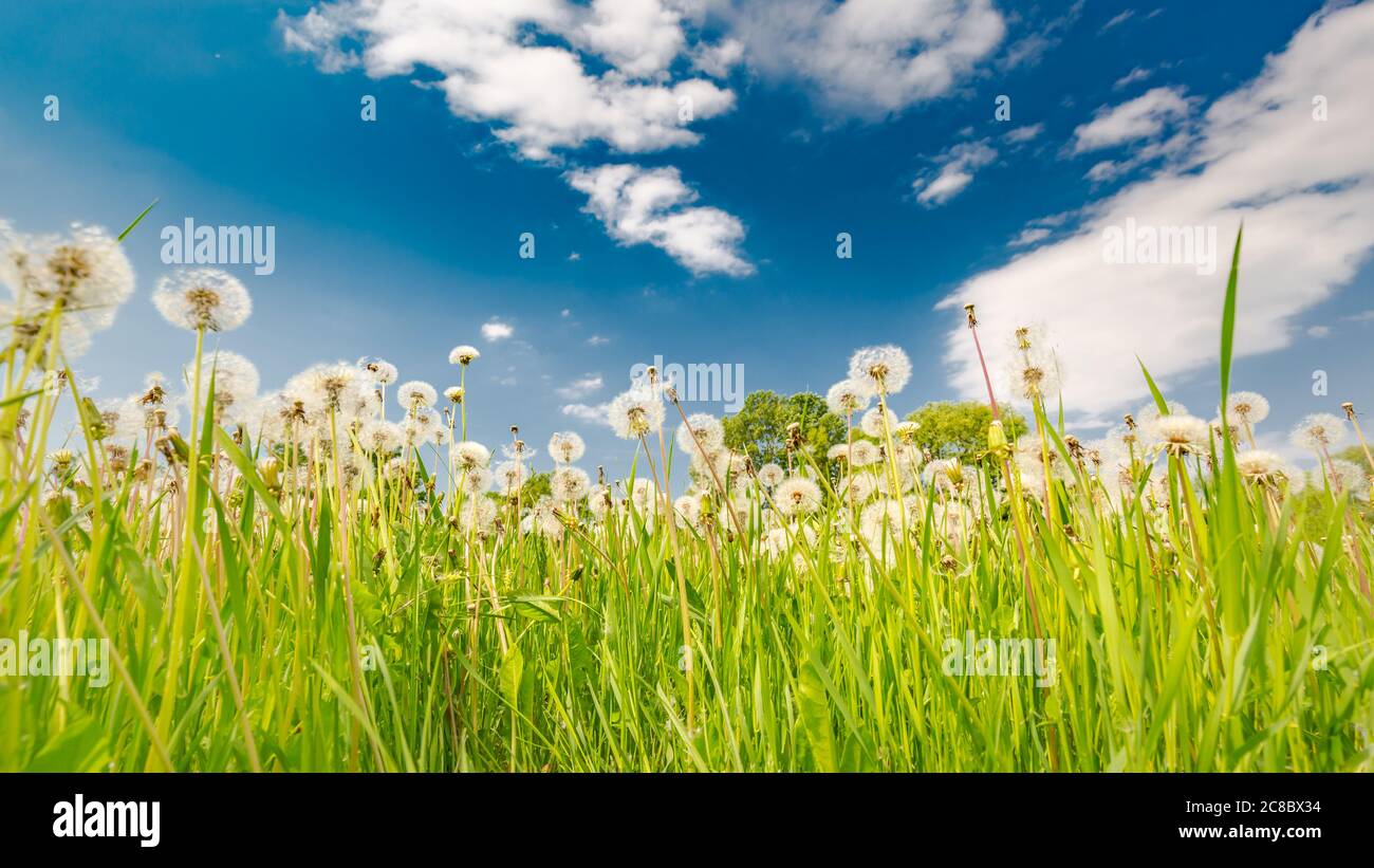 Field of spring flowers and perfect sky Stock Photo - Alamy