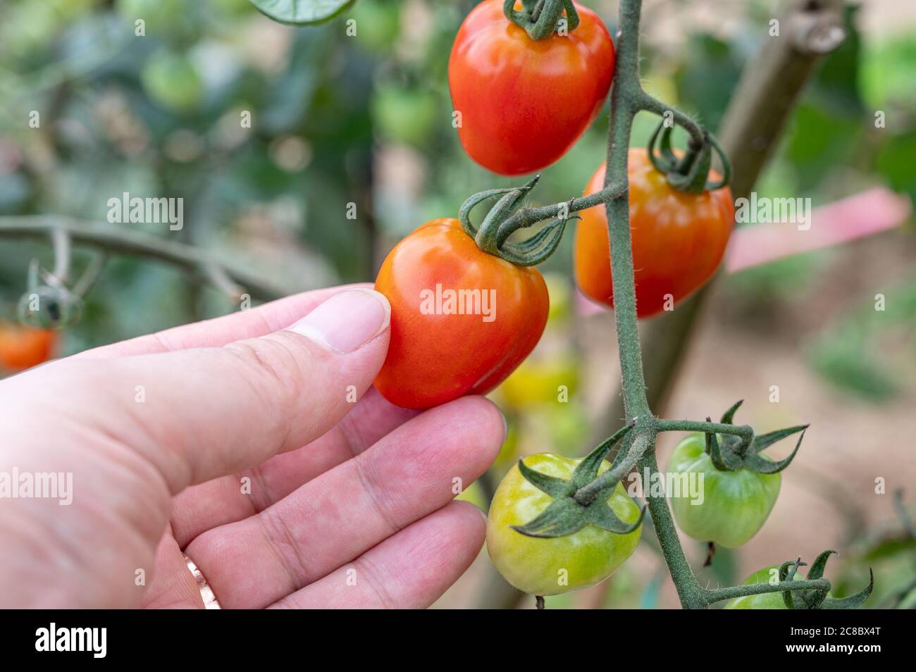 Hand holding a tomato hi-res stock photography and images - Alamy