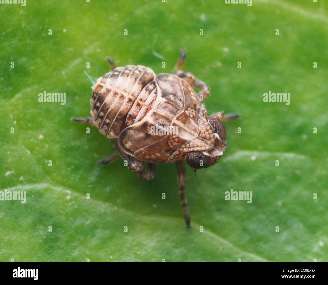 Leaf hopper nymph hi-res stock photography and images - Alamy
