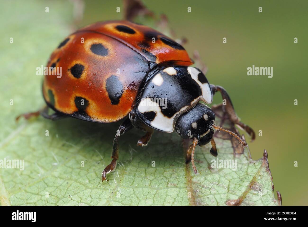 Eyed Ladybird (Anatis ocellata) crawling on underside of leaf ...