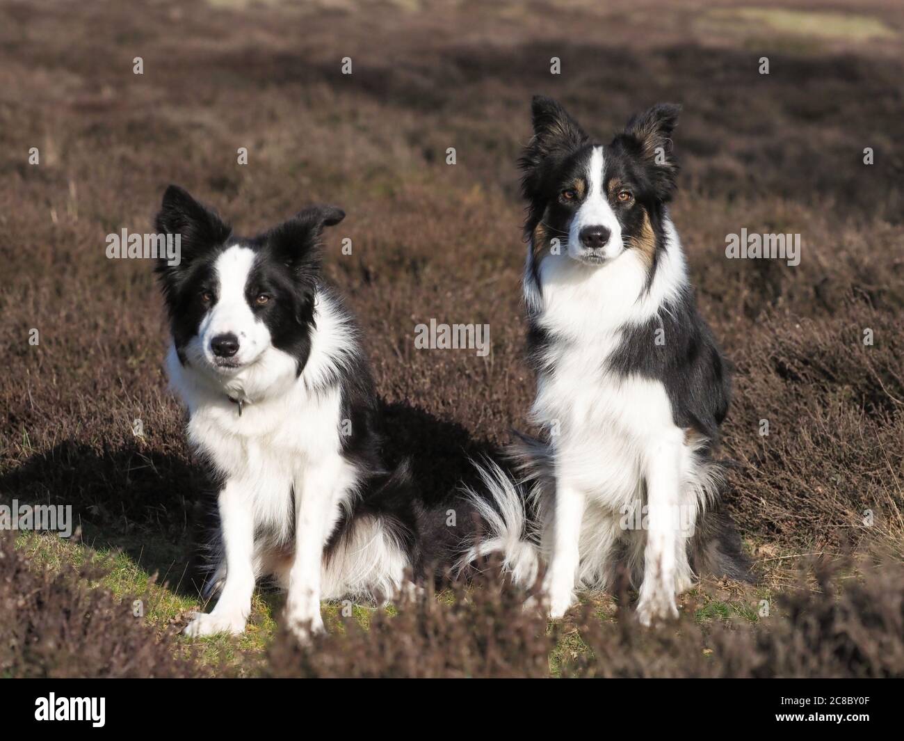 Two dogs sit down hi-res stock photography and images - Alamy