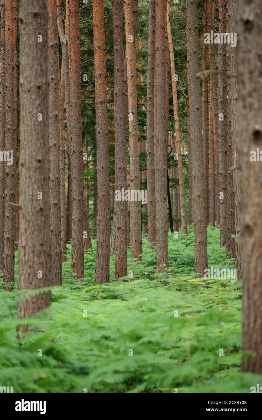 Pine trees growing in the Wyre forest, Worcestershire, England, UK ...