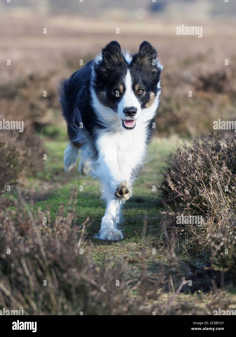 Sheep dog border collie working hi-res stock photography and images - Alamy