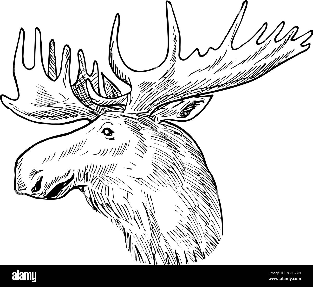 Scratchboard style illustration of head of a bull moose or elk, Alces ...