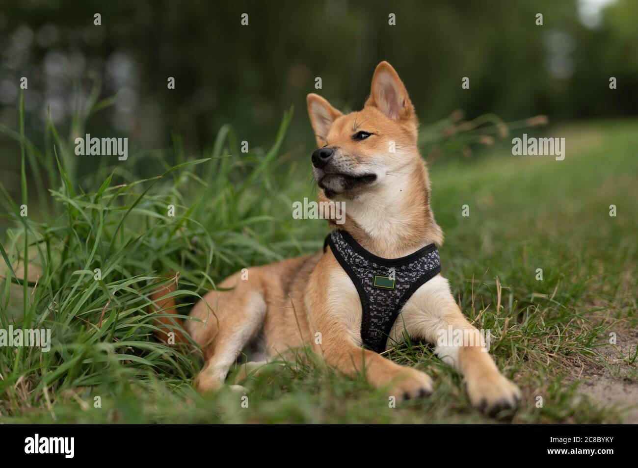 Japanese shiba inu hi-res stock photography and images - Alamy