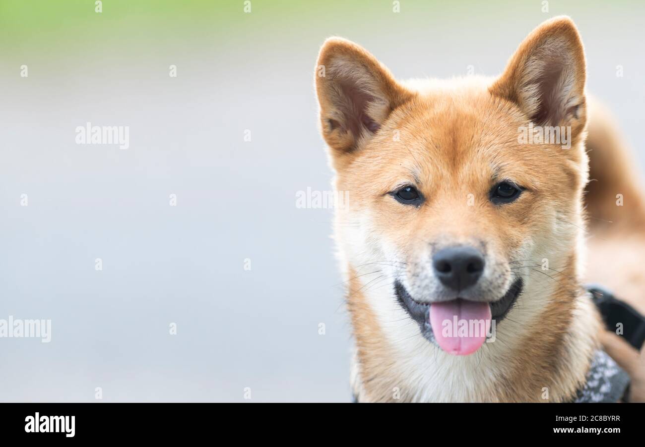 Shiba dog face hi-res stock photography and images - Alamy