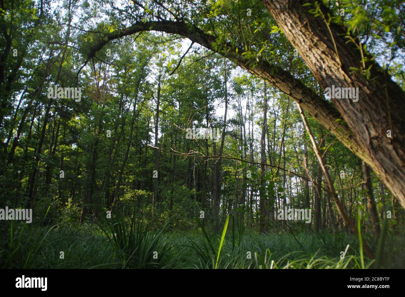 Old tree over natural wetland with the plants in water. Concept of ...