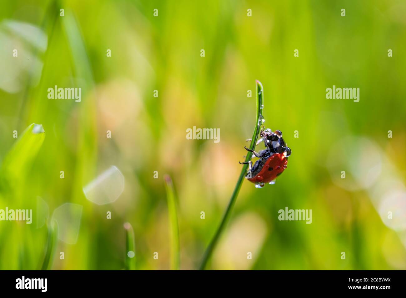 Ladybird in sunshine hi-res stock photography and images - Alamy
