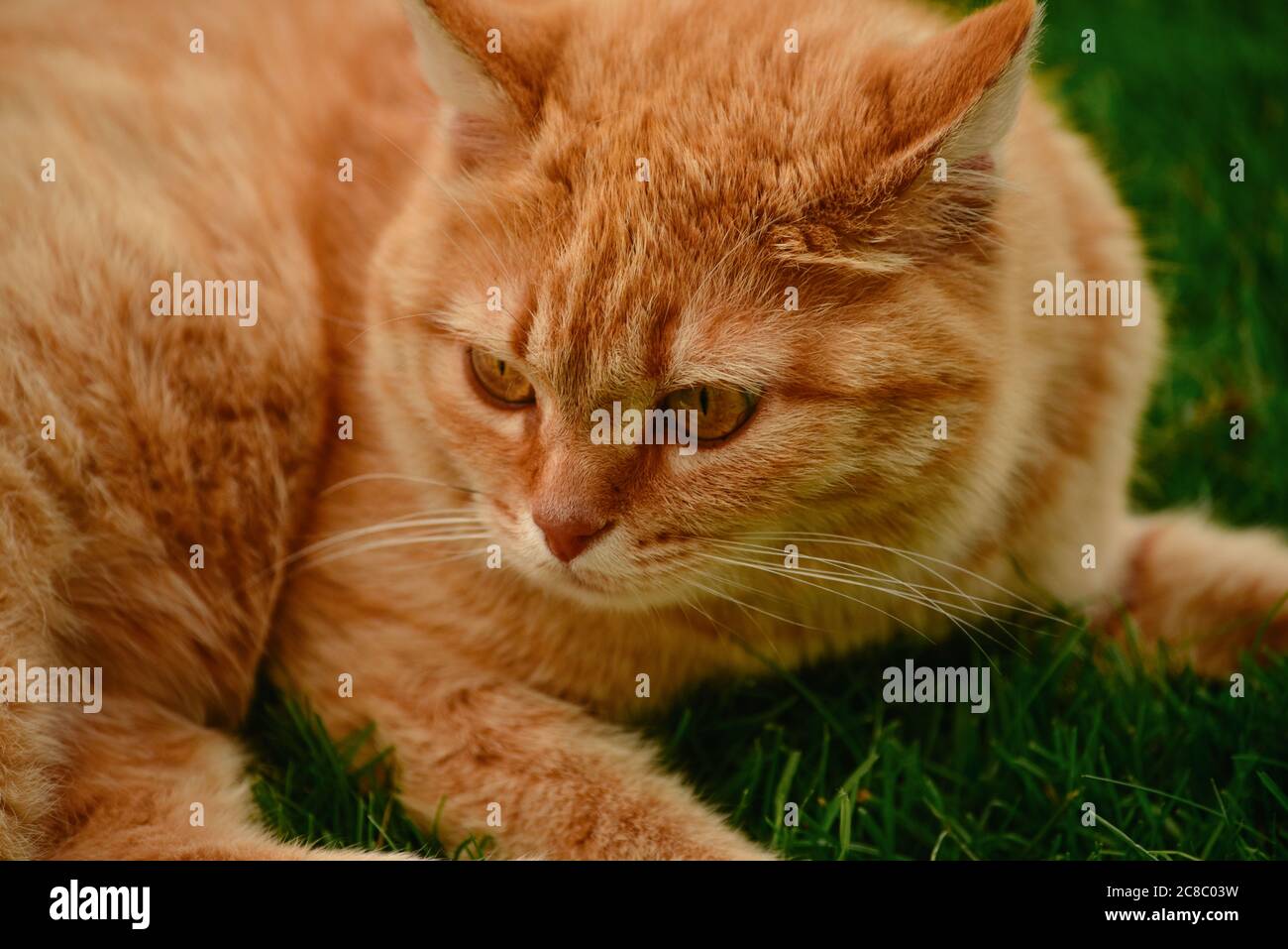 ginger cat in the garden. Ginger cat on the grass Stock Photo - Alamy