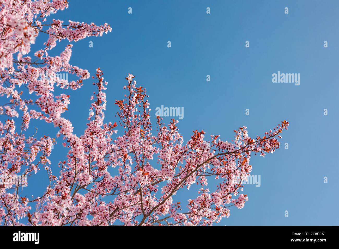 Pink cherry blossom on the Sakura tree. Sakura flowers are ...