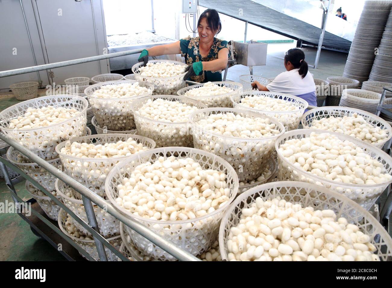 Rearing of silkworms hi-res stock photography and images - Alamy