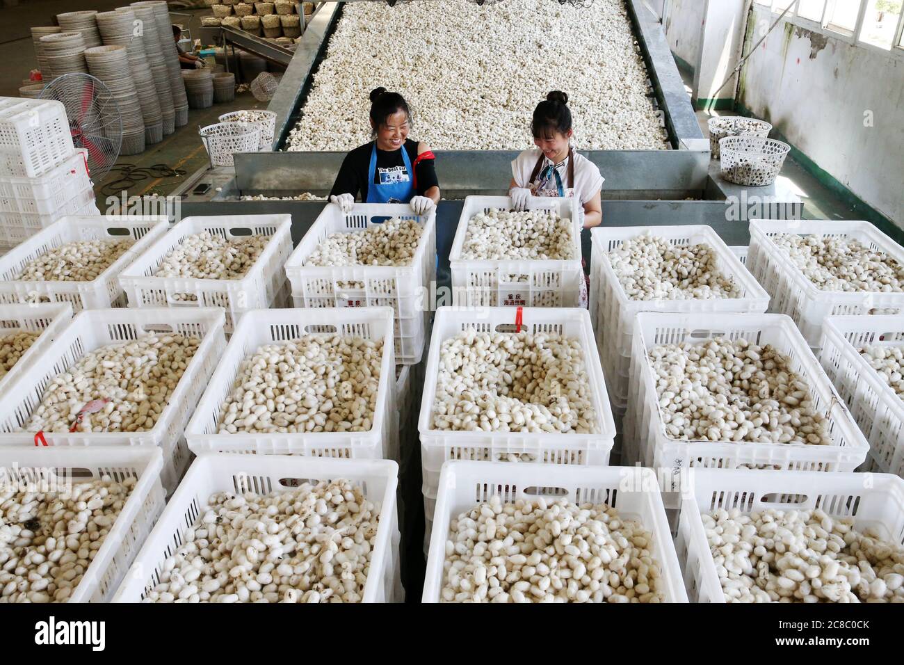 Rearing of silkworms hi-res stock photography and images - Alamy