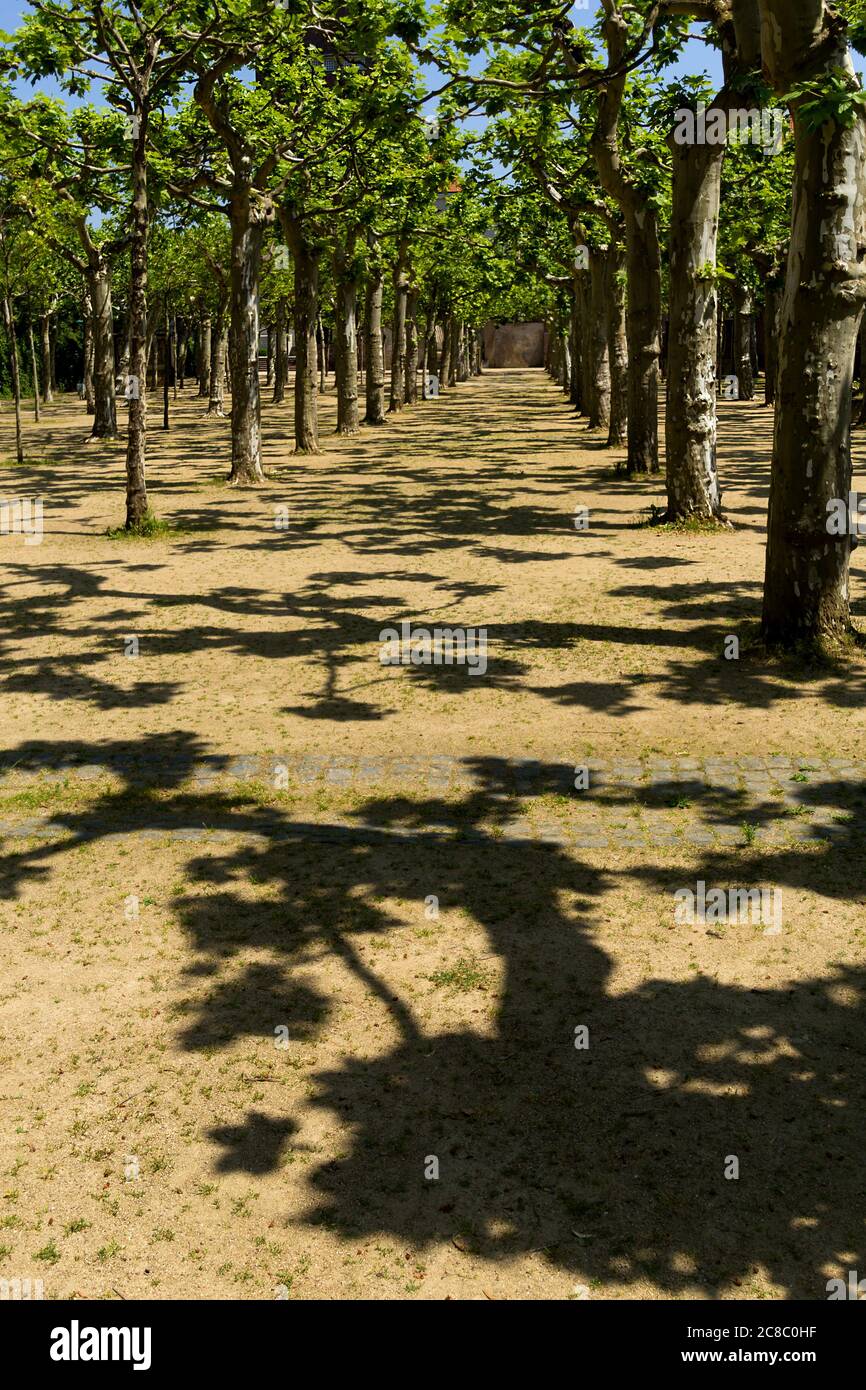 Sycamore alley hi-res stock photography and images - Alamy