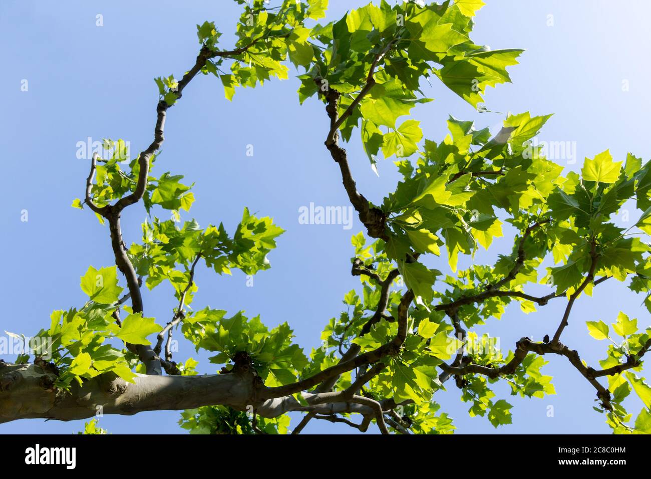 View up through a sycamore limb in summer Stock Photo - Alamy
