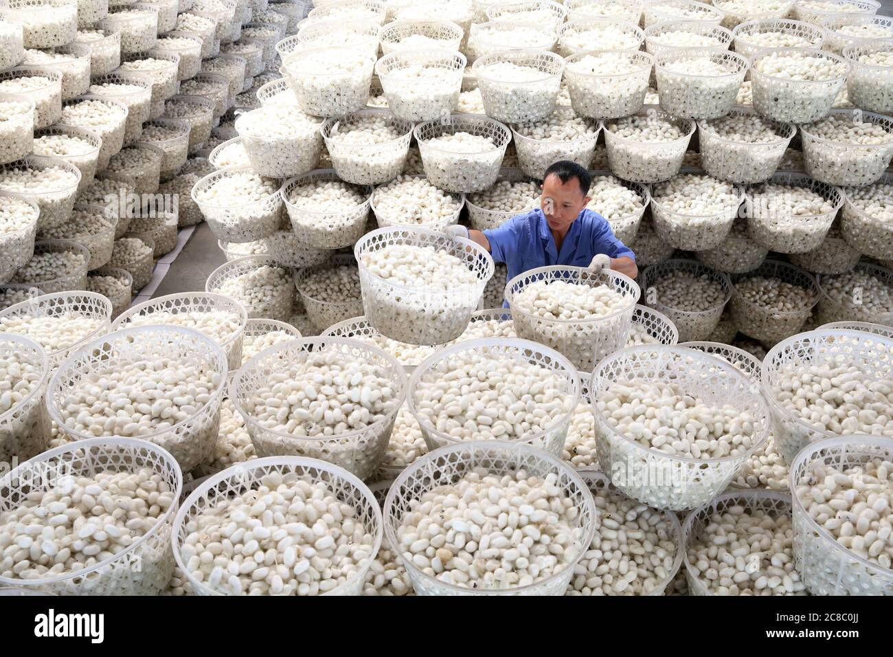 Rearing of silkworms hi-res stock photography and images - Alamy
