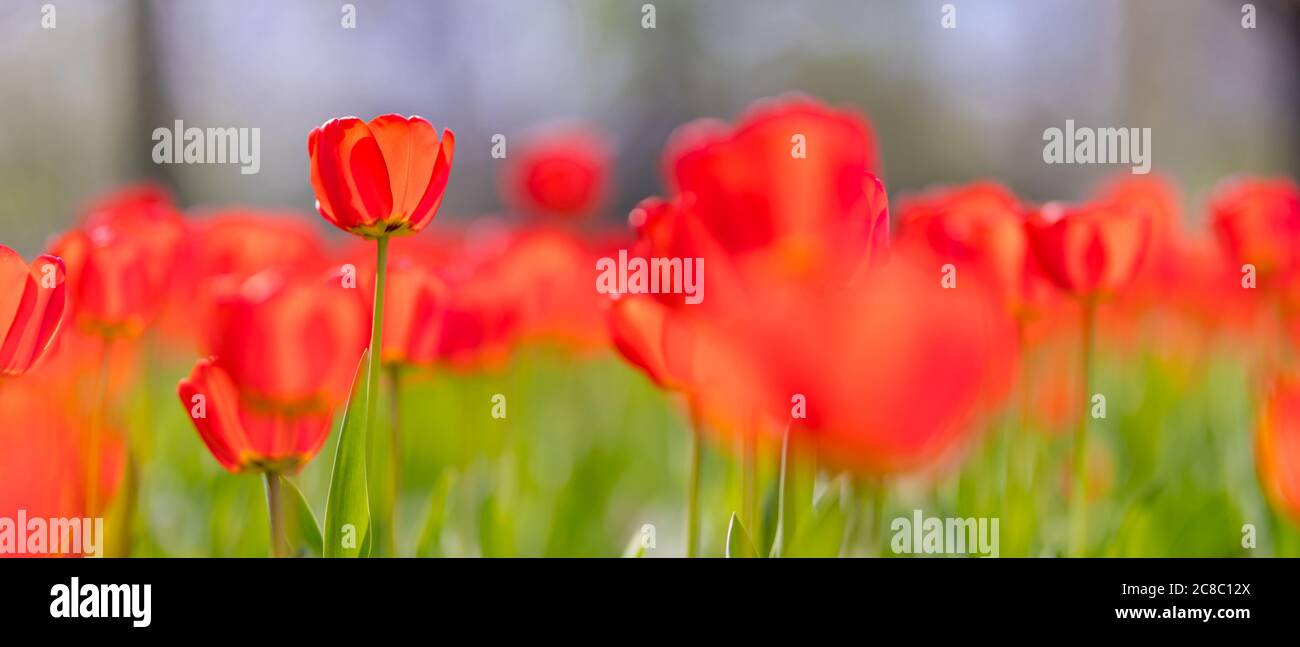 Group of red tulips on blurred park nature. Spring landscape. Garden ...