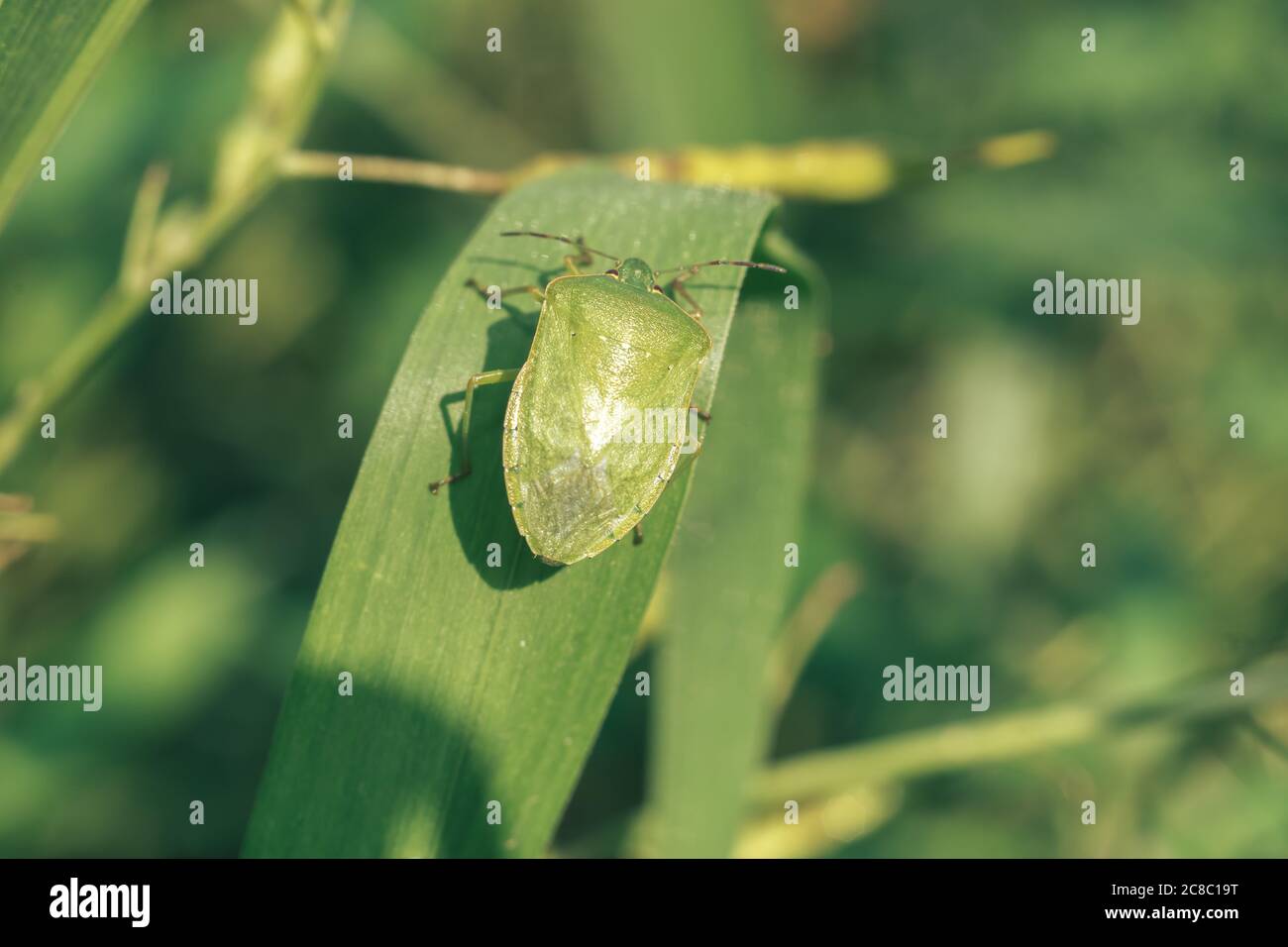Close Up of linen skin stink bug on the green leaf, The brown ...