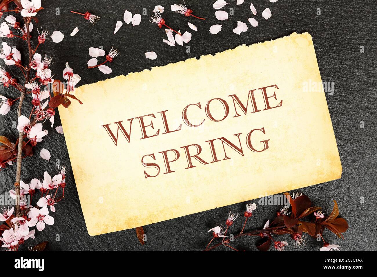 welcome spring written on aged paper with almond tree twig on stone ...