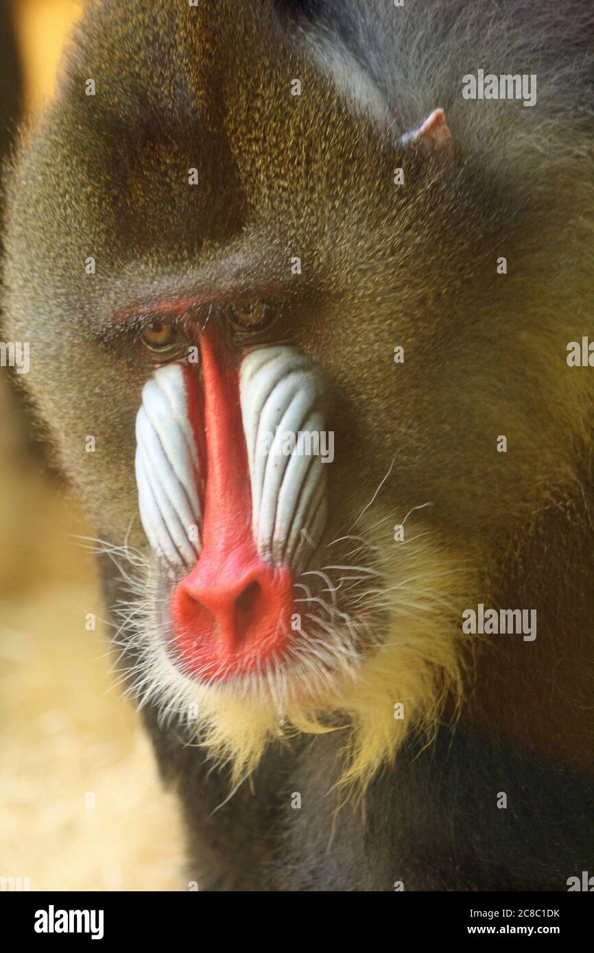Mandrill affe hi-res stock photography and images - Alamy