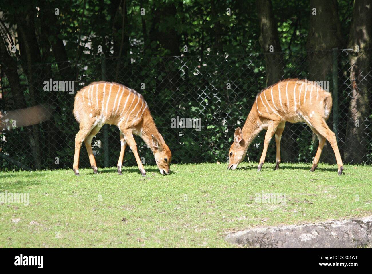 Antilopa hi-res stock photography and images - Alamy