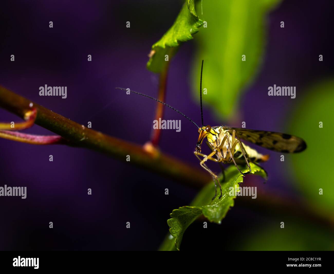 Scorpion Fly Insect Predator High Resolution Stock Photography and ...