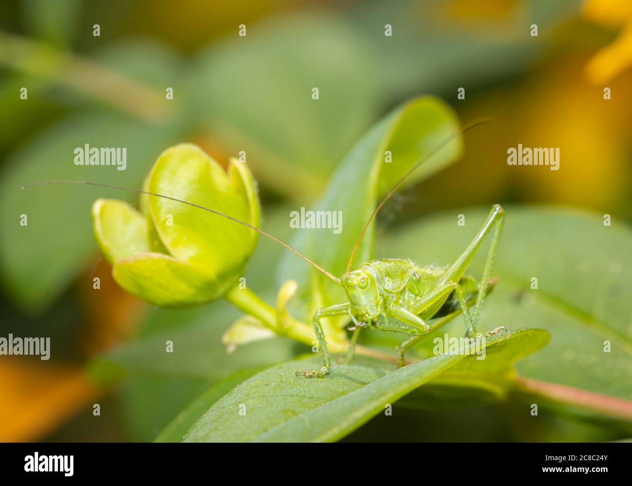 A green grasshopper sitting on a leaf ready to jump Stock Photo - Alamy
