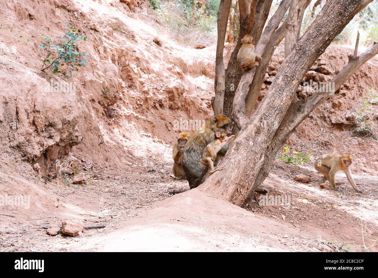 Dangerous animals of morocco hi-res stock photography and images - Alamy