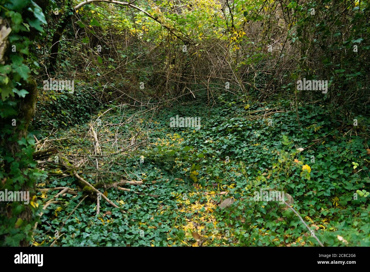 Interior of a forest among the bushes Stock Photo - Alamy