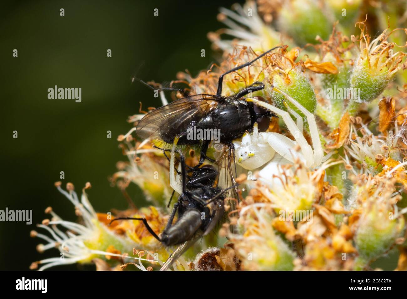 Eye catching insects hi-res stock photography and images - Alamy